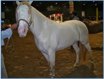 Los Caballos: Pelajes: Bayo