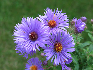 flowers: Try Planting Your Aster Flowers In Full Sun