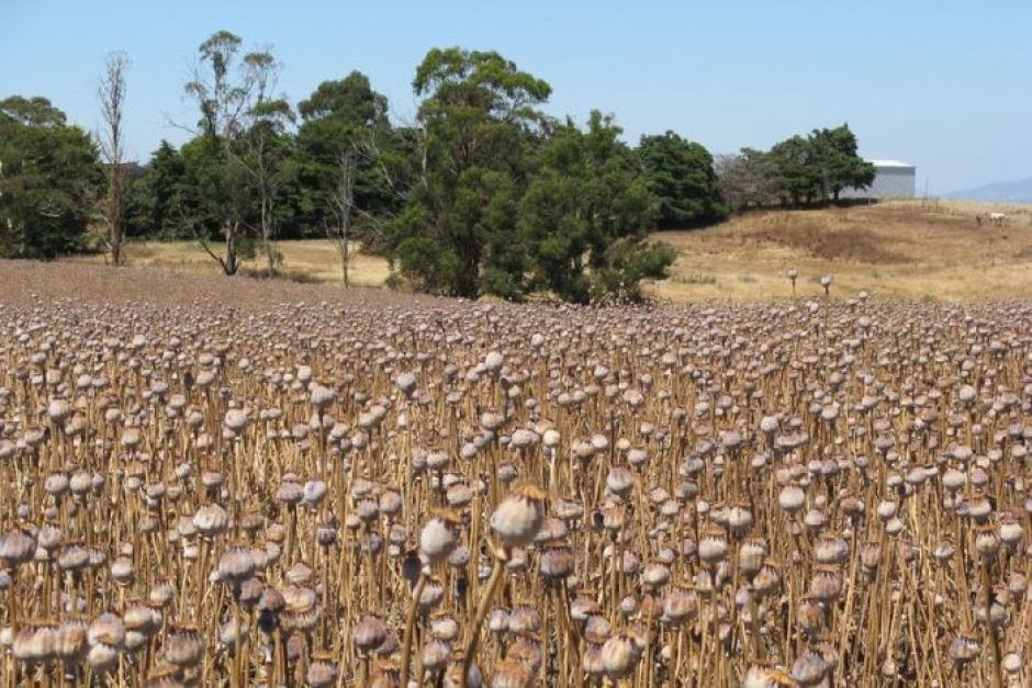 anna maria: More opium poppy crops for Australia