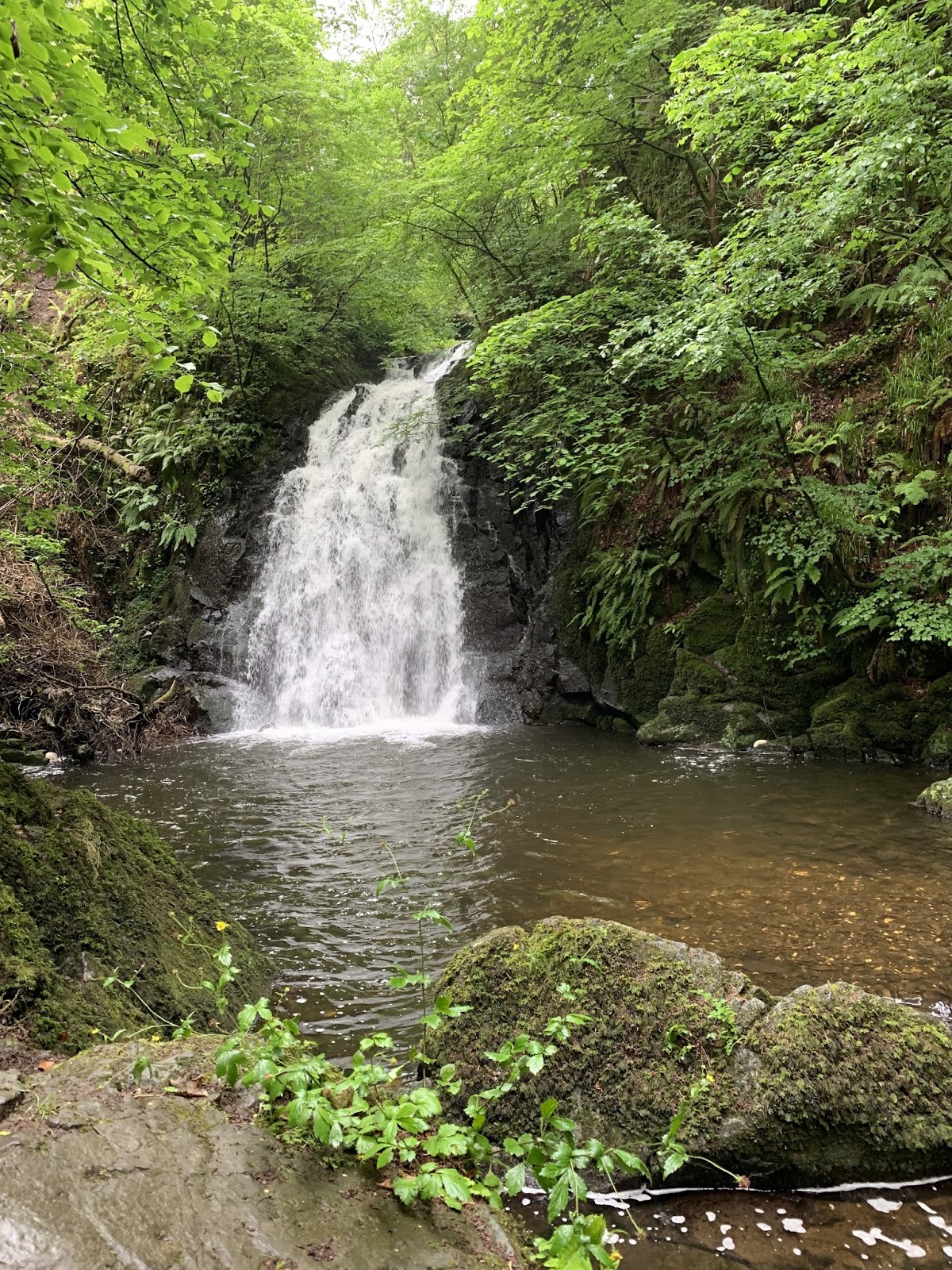 Animal, Nature, and Travel: Old Waterfall in Belfast, Northern Ireland
