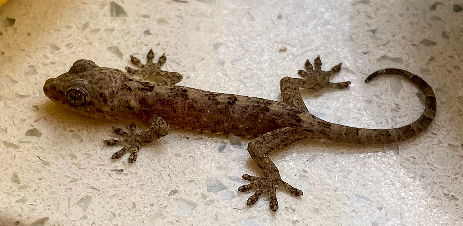 Zoology Jottings: An unusual house gecko in Hong Kong, Gray’s Chinese Gecko