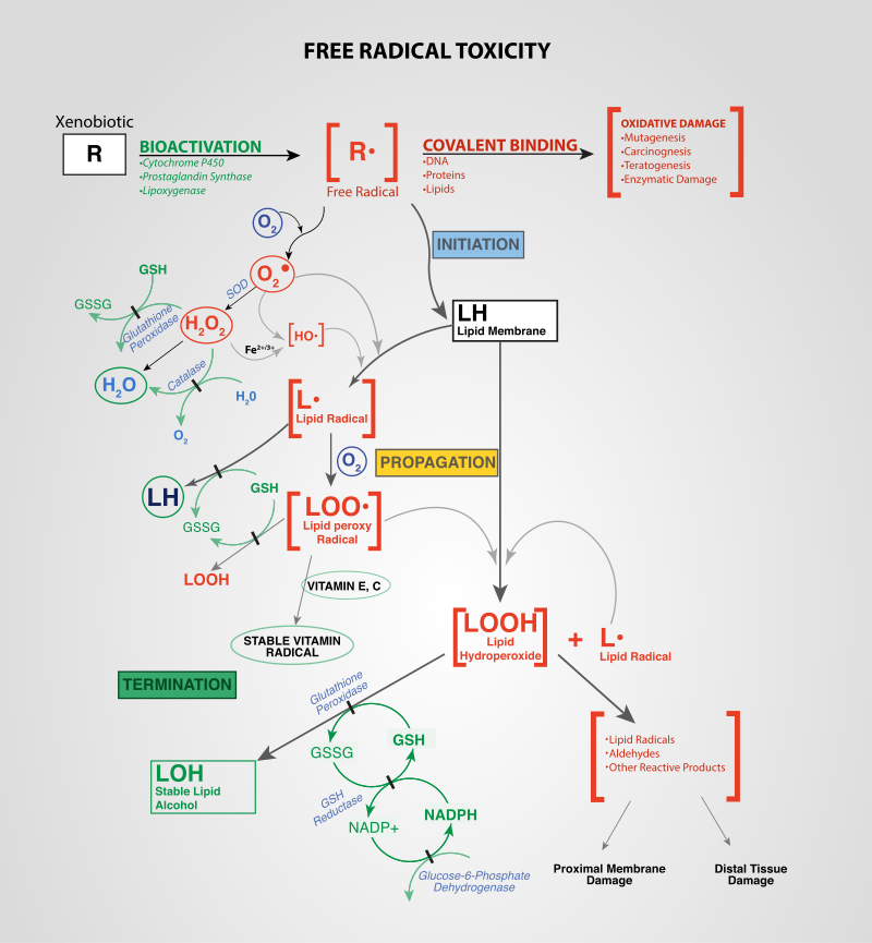 ELECTRON TRANSPORT SYSTEM or TERMINAL OXIDATION OF REDUCED CO-ENZYME or ...