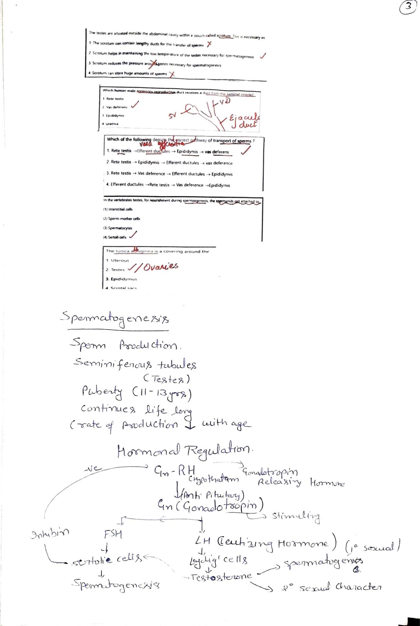 Human reproduction class 12 class notes - Studypur