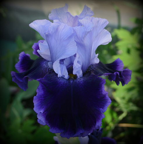 THE END OF THE IRIS SEASON IS APPROACHING FAST - Sowing the Seeds