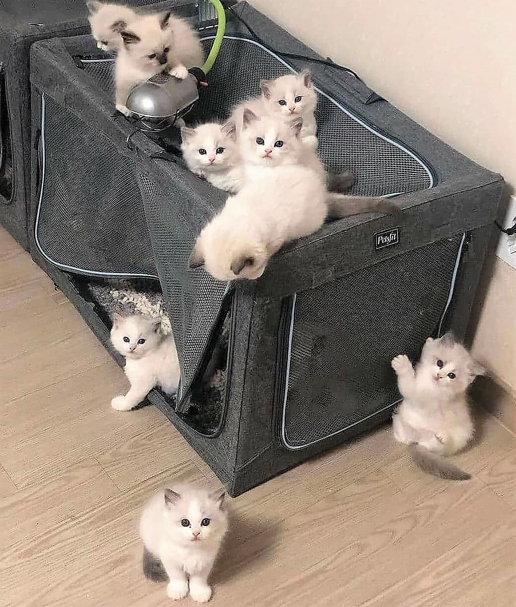 Cute clowder of Ragdoll kittens