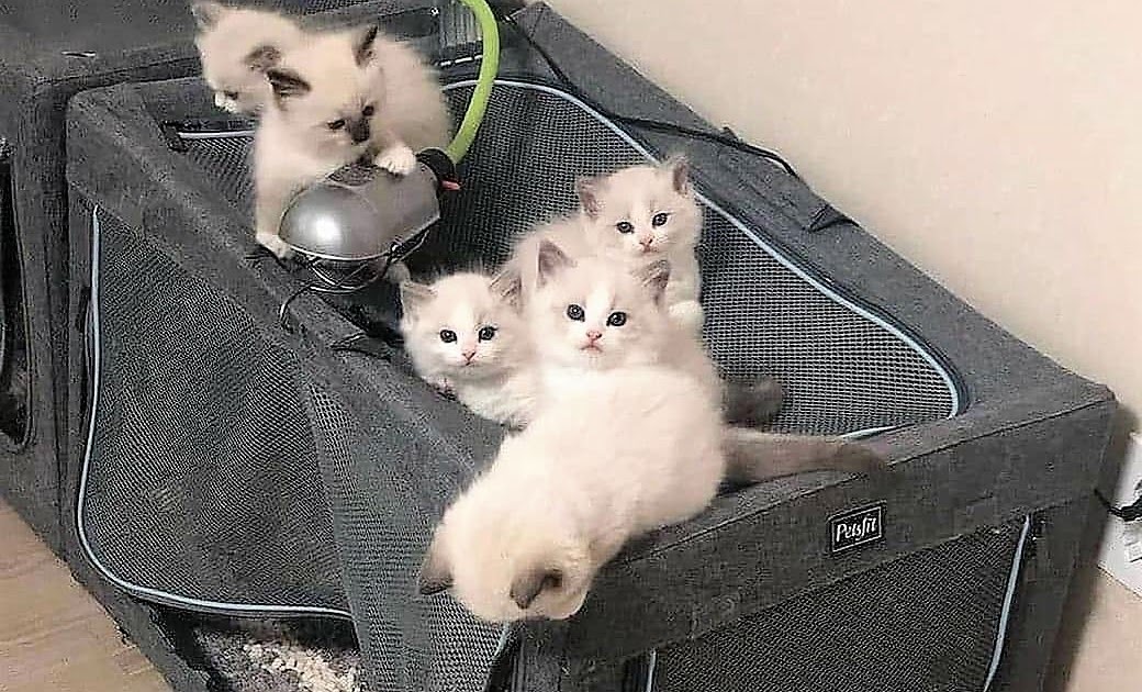 Cute clowder of Ragdoll kittens