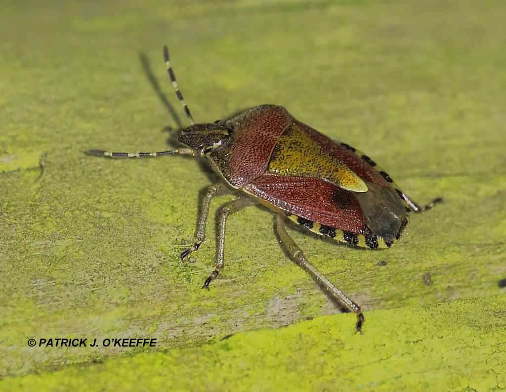 Raw Birds: HAIRY SHIELDBUG (Dolycoris baccarumm) Lullymore West Bog ...