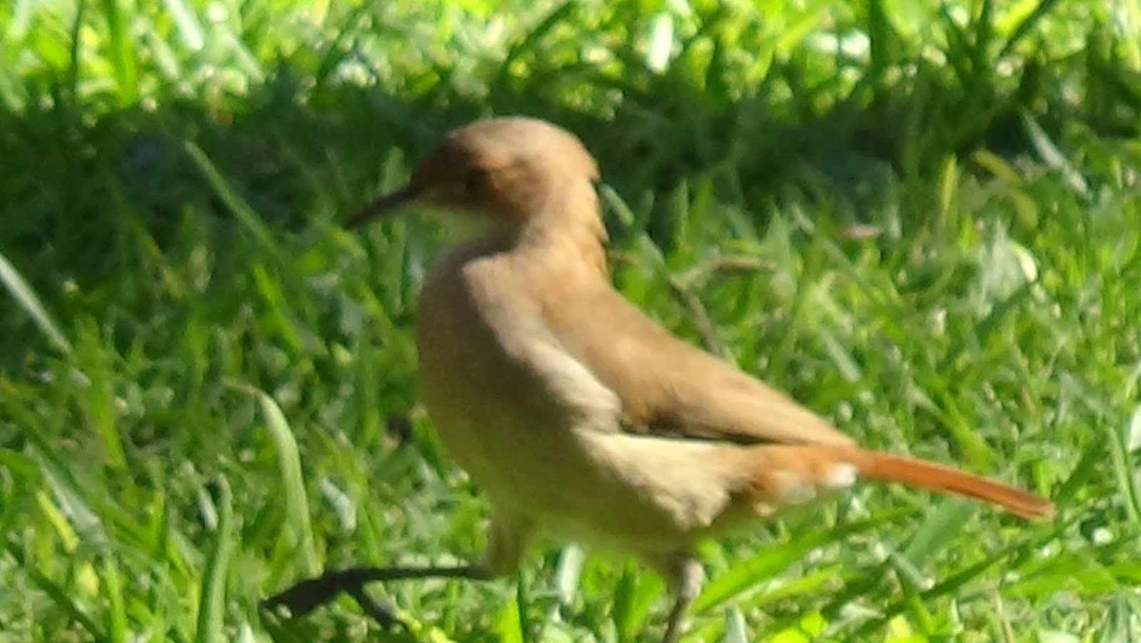 En compania del adulto mayor: EL HORNERO. PÁJARO NACIONAL DE ARGENTINA:
