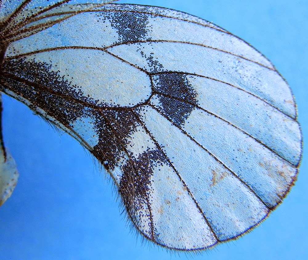 MARIPOSAS (BUTTERFLIES): Subfamilia PARNASSIINAE anverso alas ...