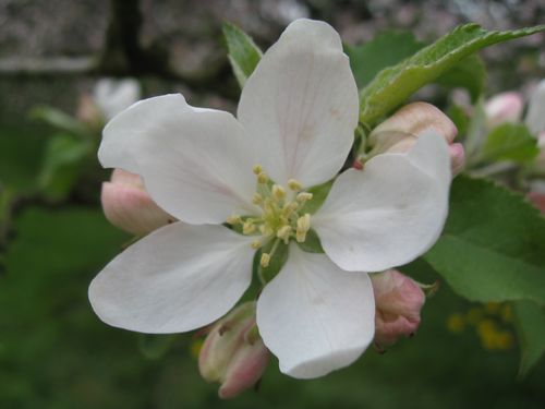 The Orchard Year: Worcester Pearmain Apple ~ Blossom Walk