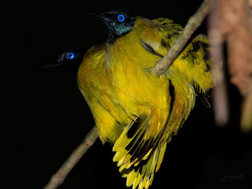 Black-headed Bulbul
