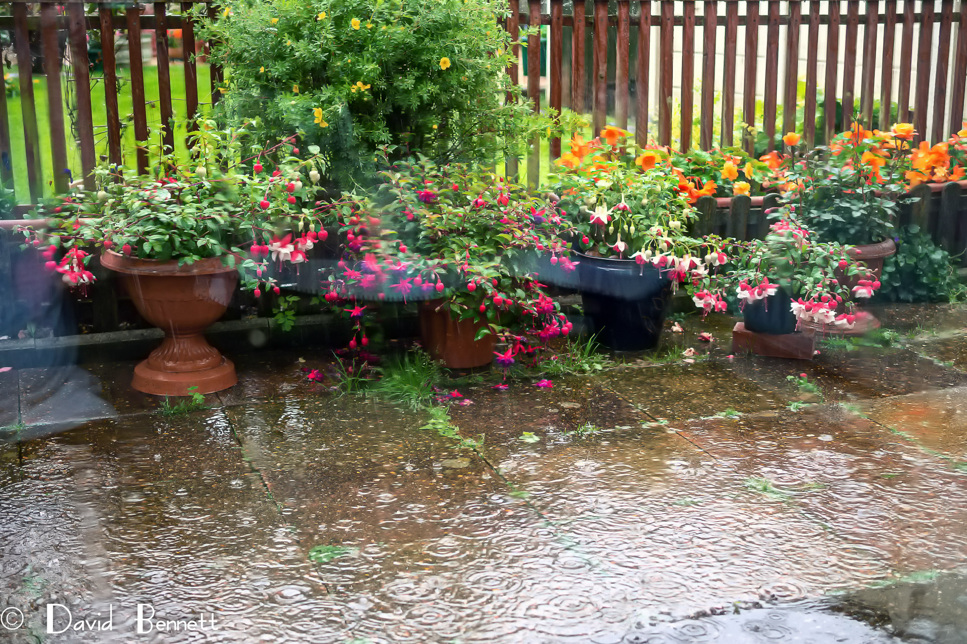 Lincolnshire Cam: Patio Pictures in the rain.