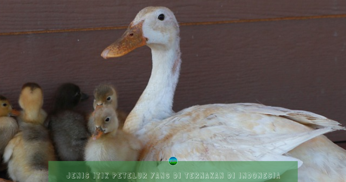 Jenis Itik Petelur Diternakan Di Indonesia - Agribisnis Agrokompleks
