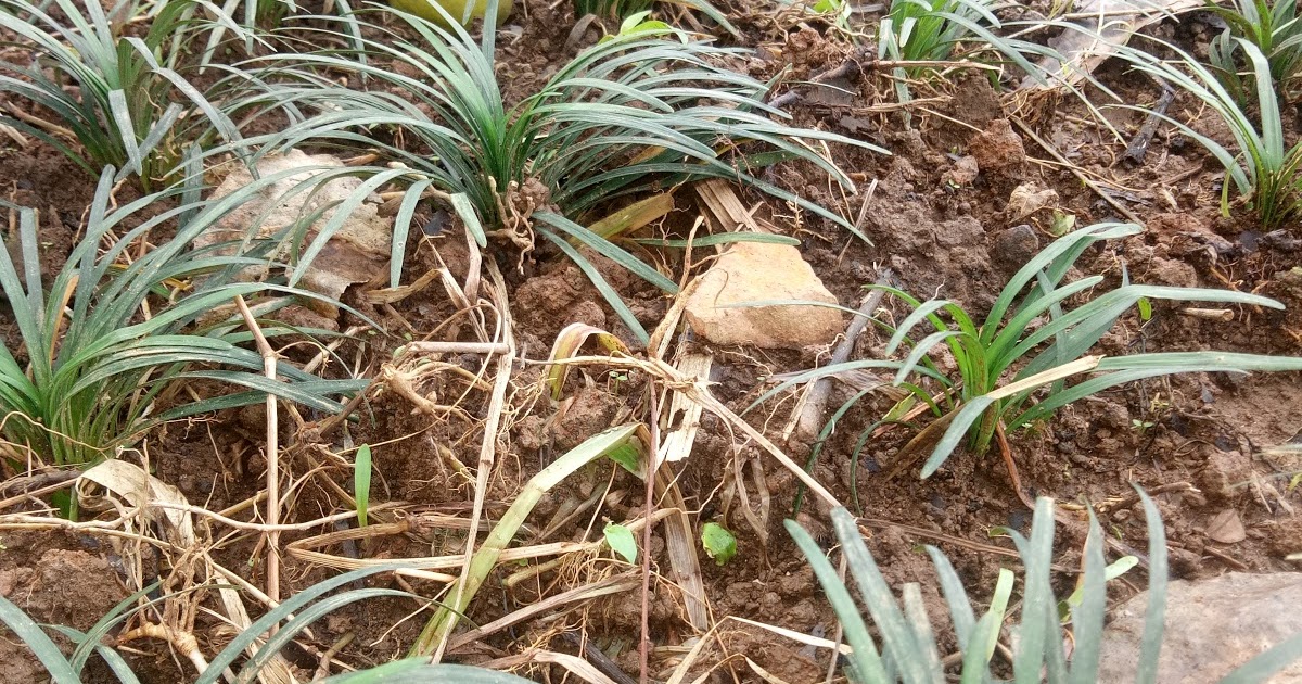 JUAL TANAMAN HIAS KUCAI MINI ~ SINOX NURSERY