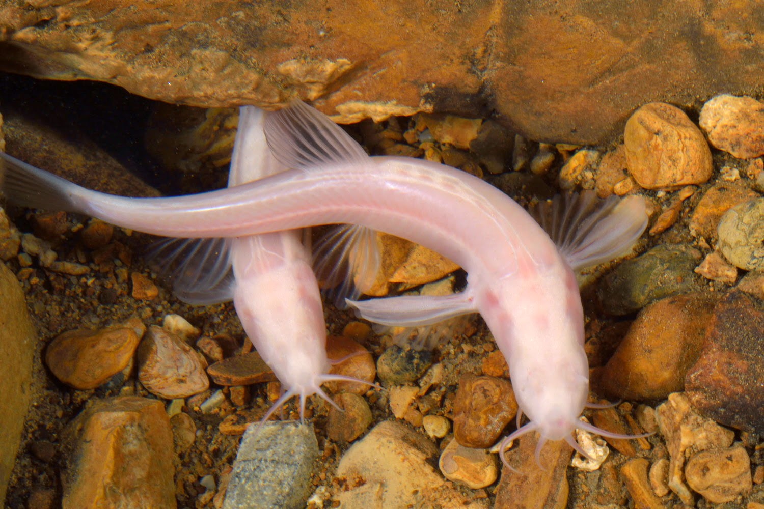 Pinceladas Actuales: La Increible Cueva de Er Wang Dong