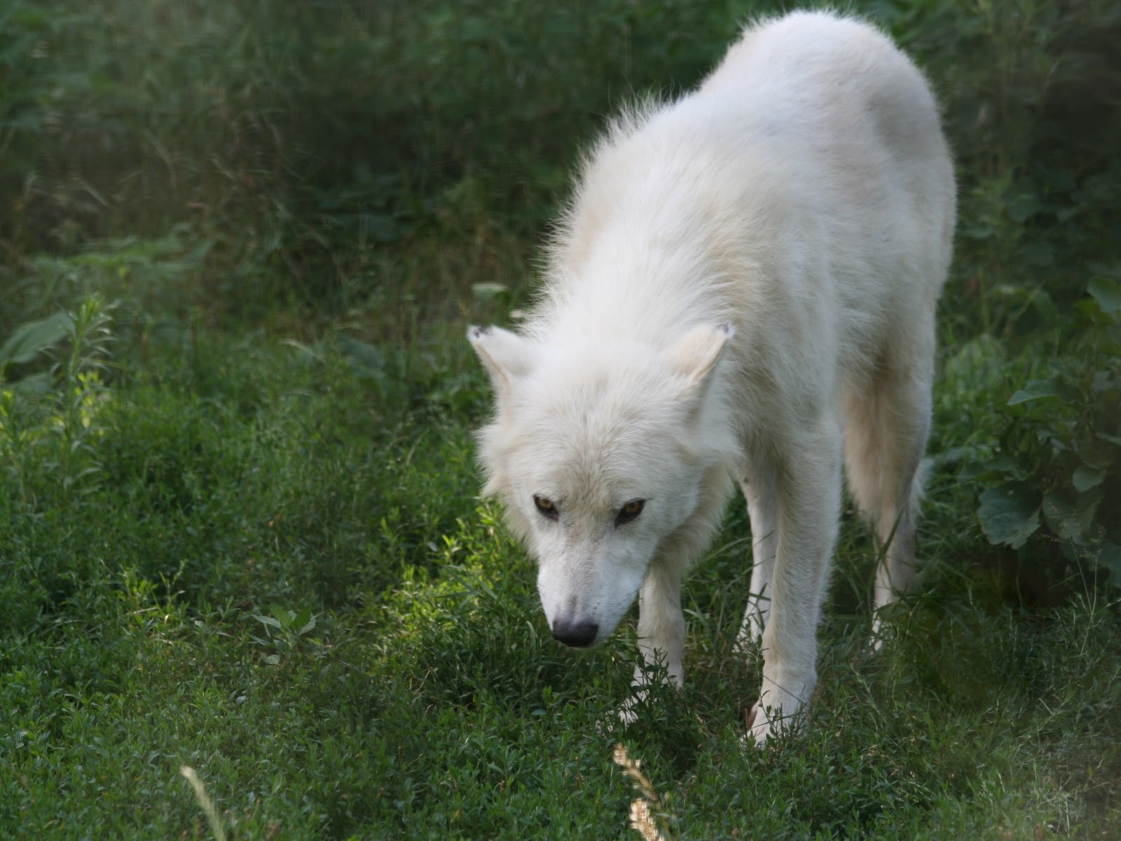 Arctic Wolf | The Life of Animals