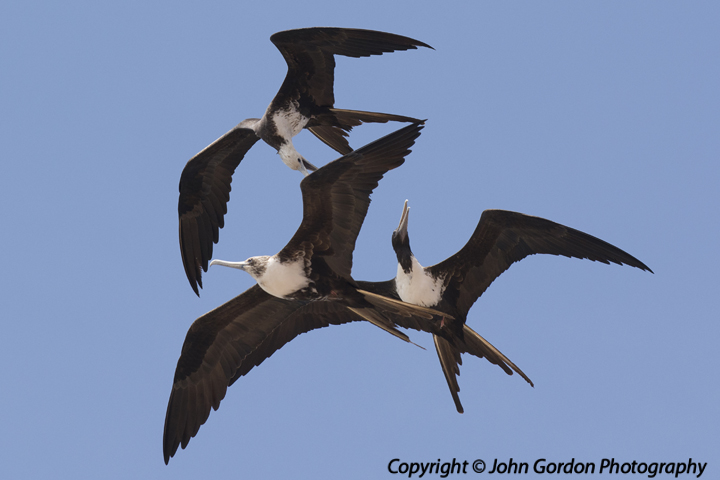 John Gordon/Listening to Birds: Birding downtown Puerto Vallarta