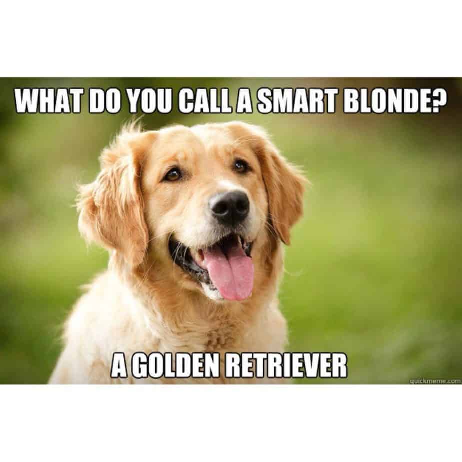 Top 10 Golden Retrievers Memes