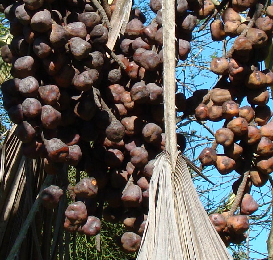 eMalangeni Forest: iNjemane the local iLala palm wine