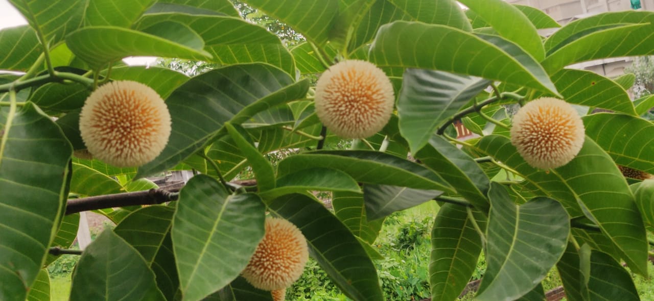 Kadamba Flower (Neolamarckia cadamba)
