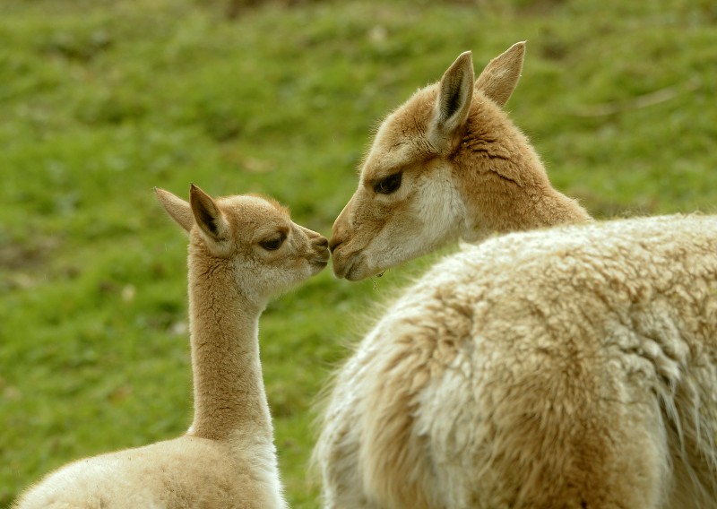 Vikunya Nedir, Vikunya Yünü, Vikunya Kumaş Özellikleri - Tekstil Sayfası