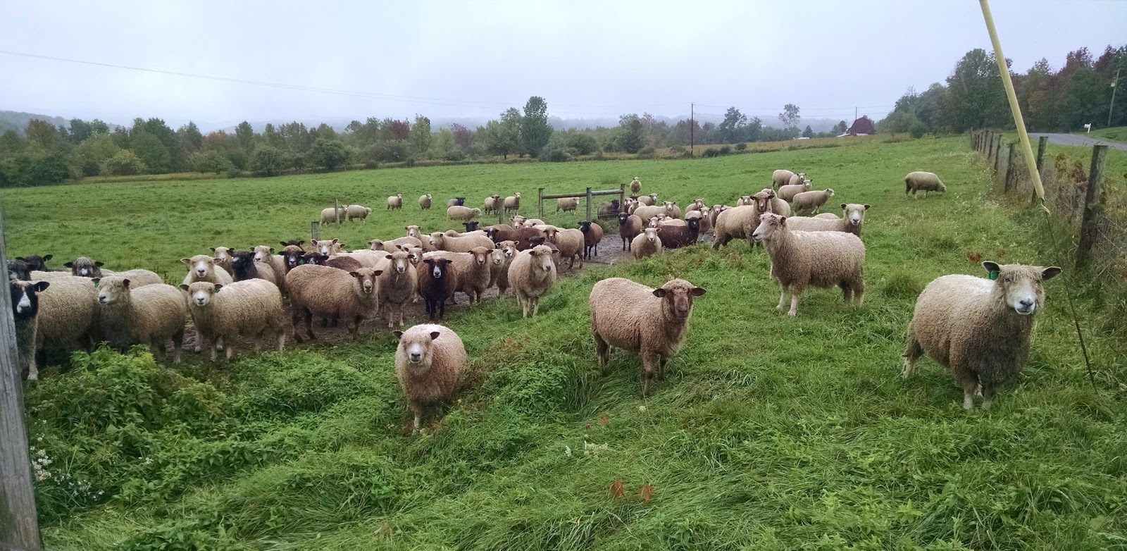Knee Deep in Sheep: How To Wash Wool