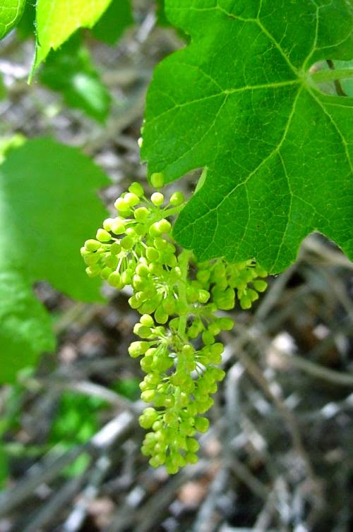 Trees Planet: Vitis girdiana - Desert Wild Grape