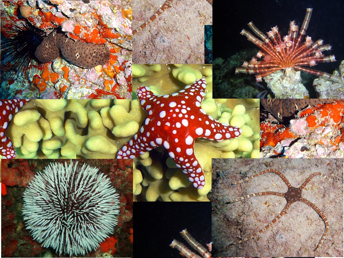 Equinodermos: Introducción