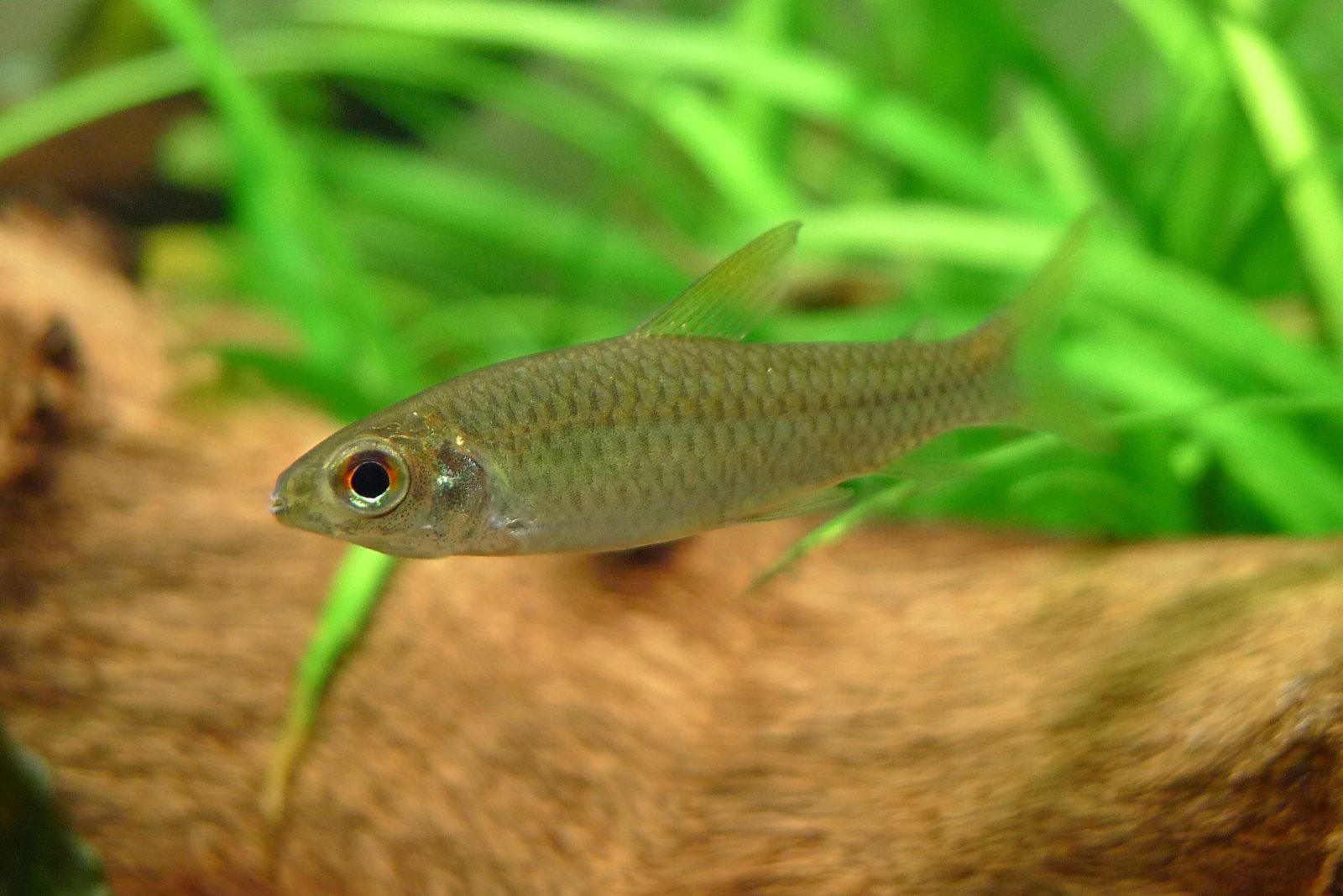 名燈天下: 金條/銀條燈家族 (Genus of Curimatidae (Toothless characins))