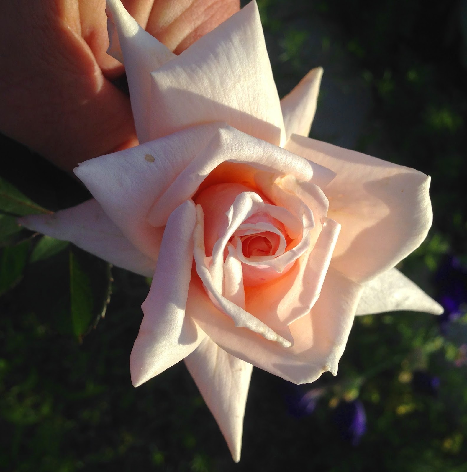 Garden Musings: Griffith Buck Rose