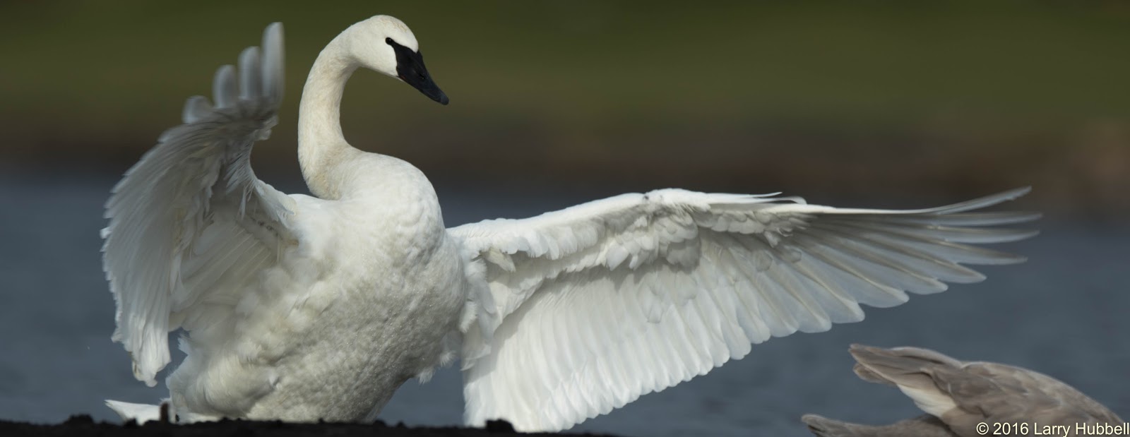 Union Bay Watch : The World's Largest Swans
