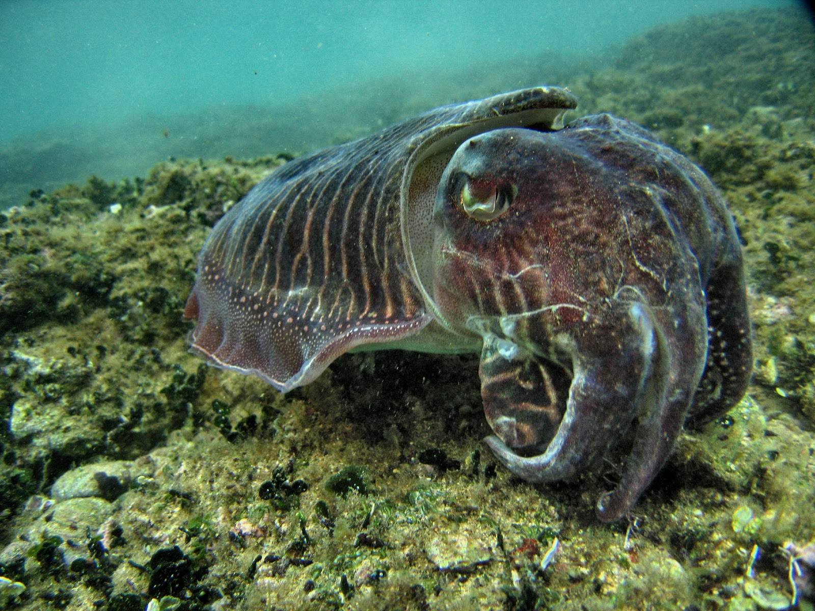 MegaPsarades: Σουπιά