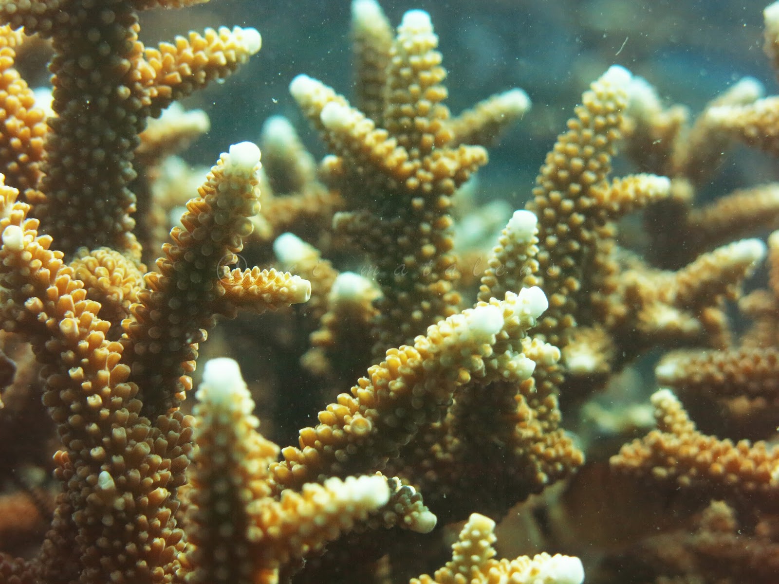 Pamacca: ACROPORA