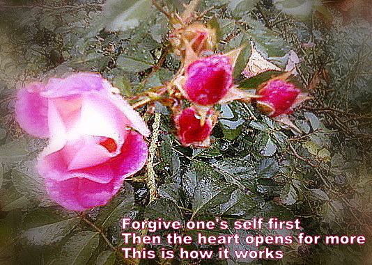 Haiku Creations: Forgive
