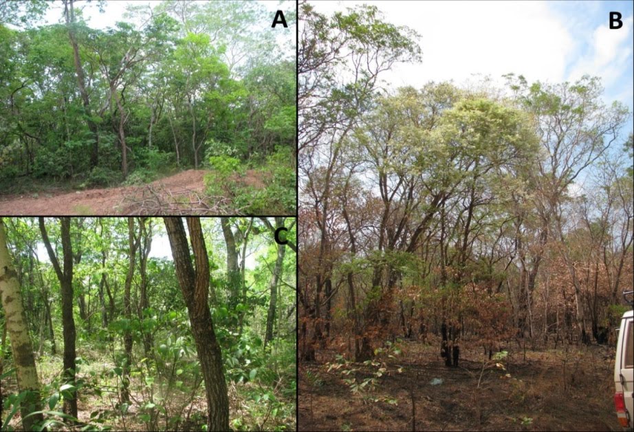 Onde as Plantas Crescem - Chernossolos