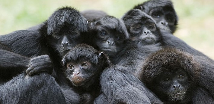 Black spider monkey - saveforforest