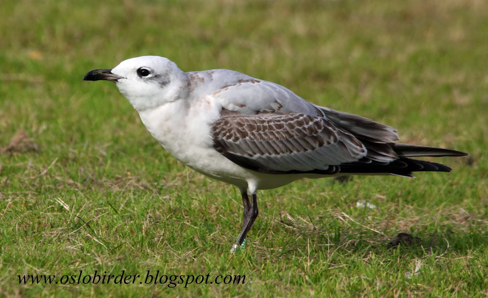 OSLO BIRDER: Med Gull