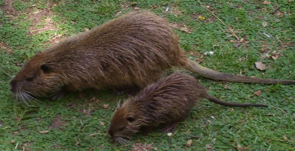 El país de los aprendizajes: FAUNA DE CHILE