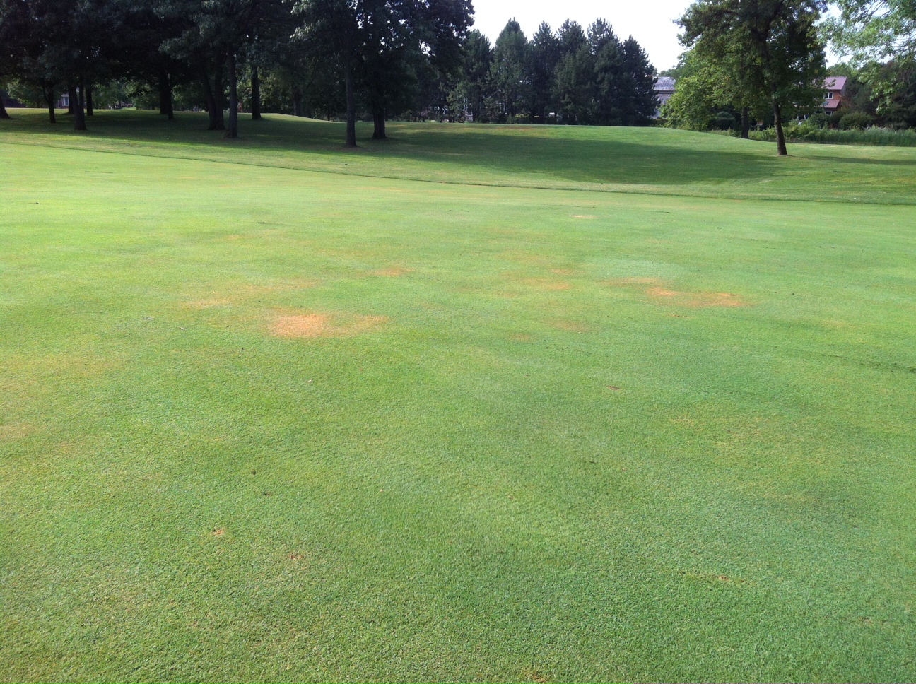 The World of Turf: Localized dry spots in fairways