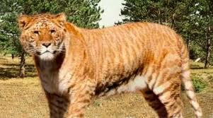 Okiem na świat zwierząt