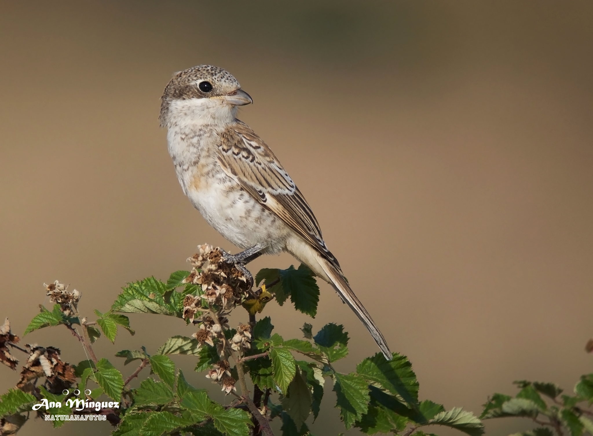 NATURANAFOTOS: Alcaudón común/ Woodchat Shrike