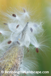 Restoring The Landscape With Native Plants: Milkweed Pollination - A ...