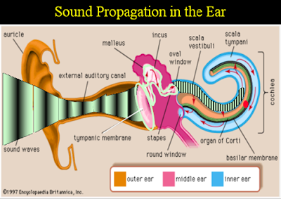 Audio, Image and Video Processing : The Human Ear