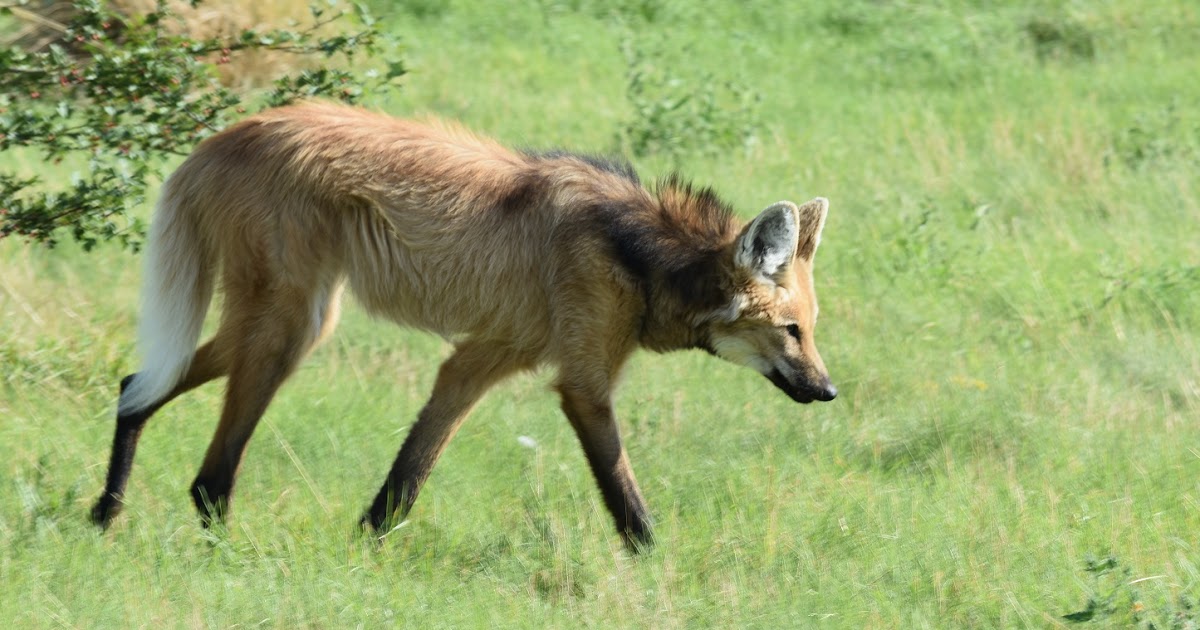 ZOOTOGRAFIANDO (MI COLECCIÓN DE FOTOS DE ANIMALES): LOBO DE CRIN ...
