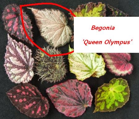 Всё о бегониях и не только...: Begonia 'Queen Оlympus' (=Begonia ...