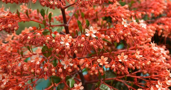 Khasiat Bunga Pagoda - materi makan buah dan sayur