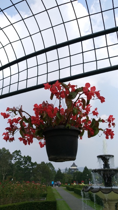 Taman Mawar di Taman Bunga Nusantara - POJOKCERITA