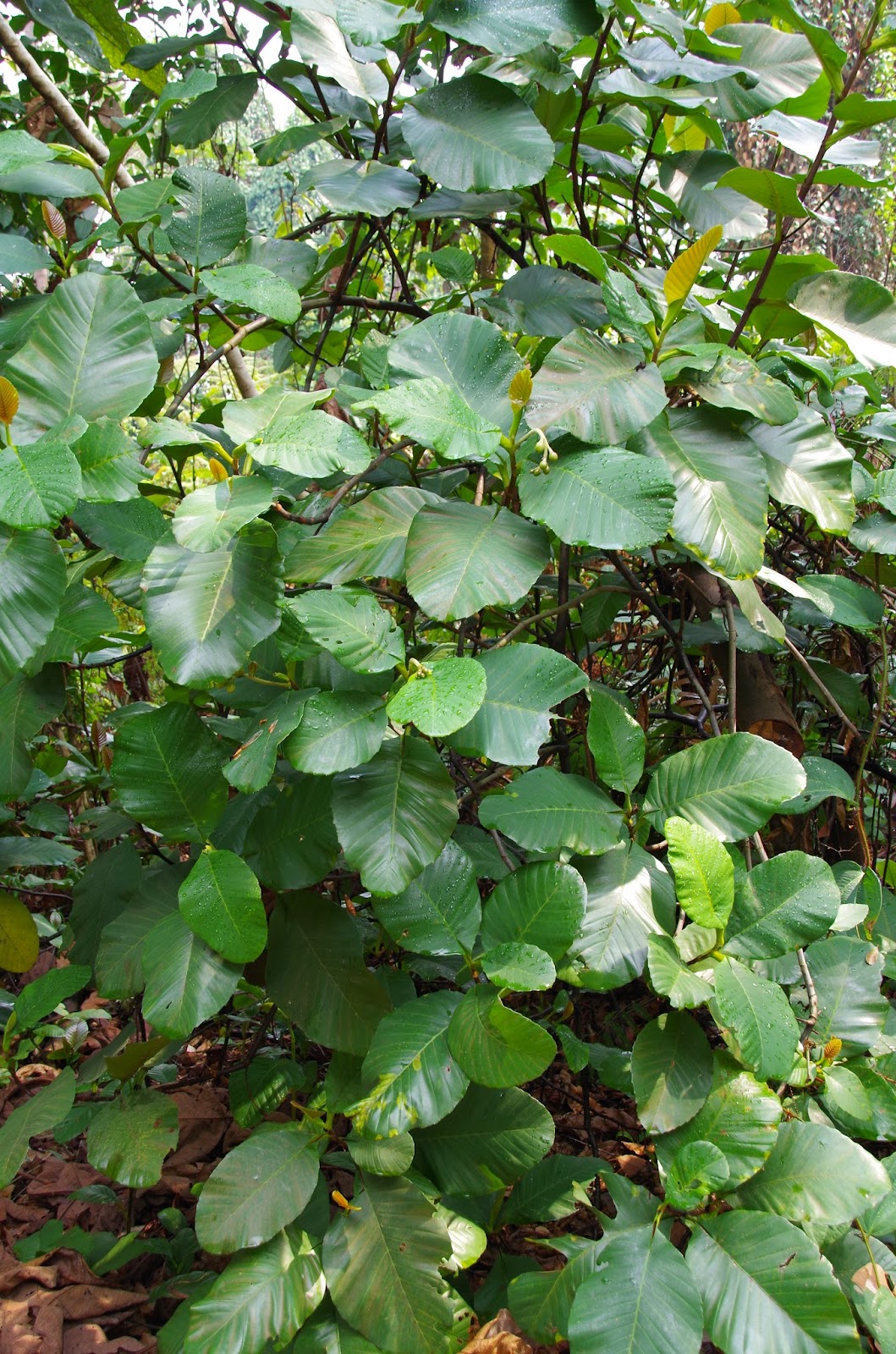 Trees and Plants: Simpoh Air