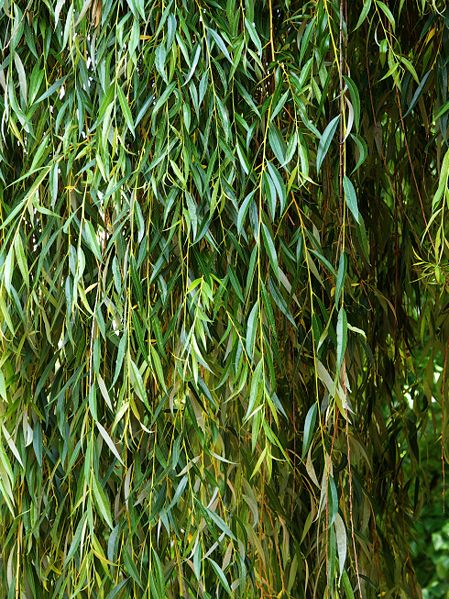 Xing Fu: THE WILLOW TREE IN CHINESE CULTURE