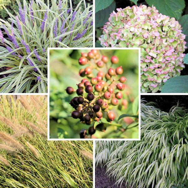 A GUIDE TO NORTHEASTERN GARDENING: Garden Bloggers' Bloom Day & Foliage ...